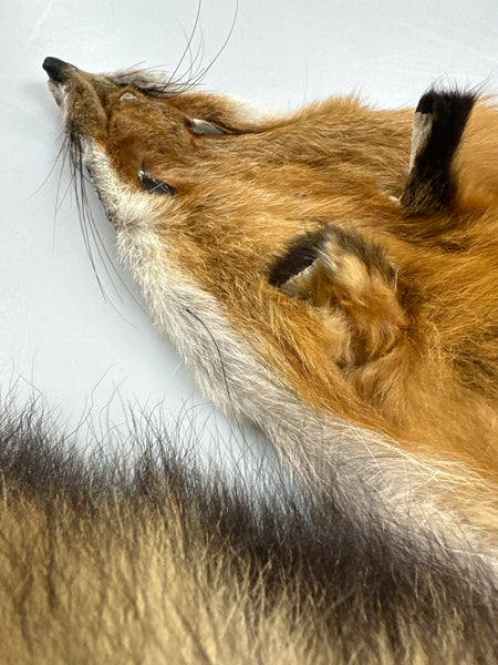 Fox Pelt – East Coast Leather