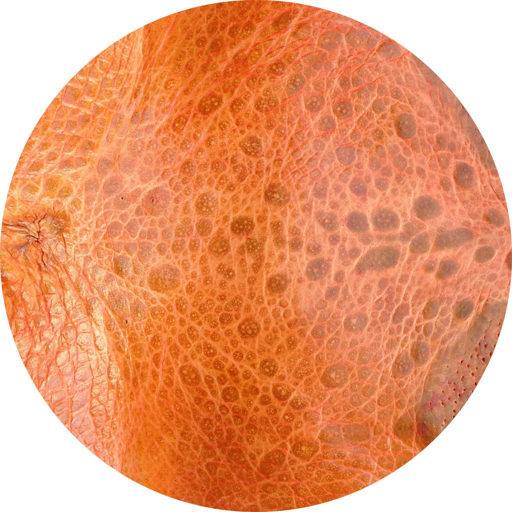 Polished Coloured Toad – East Coast Leather