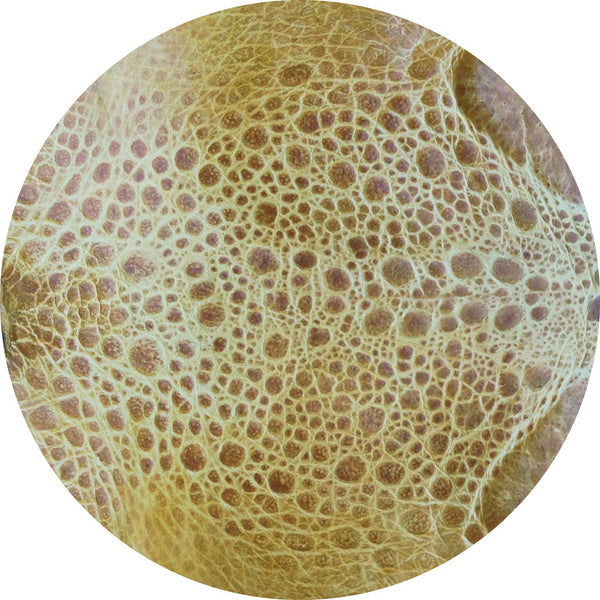 Polished Coloured Toad – East Coast Leather